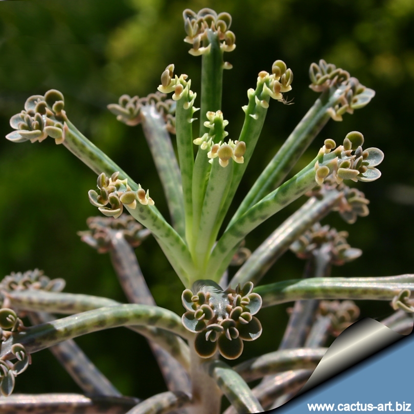 Kalanchoë Delagoensis Syn K Tubiflora