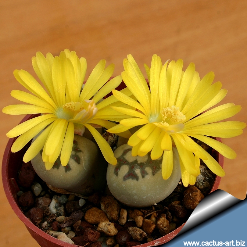 Lithops dorotheae C300