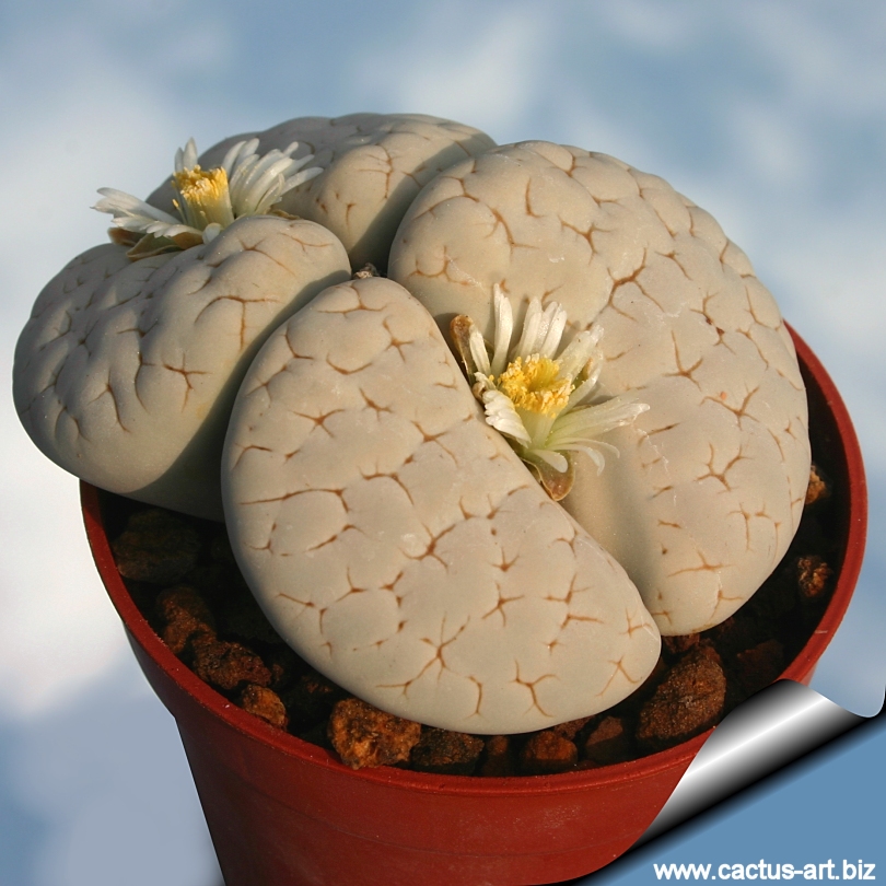 Lithops gracilidelineata ssp brandebergensis var waldronia cv. Fritz's ...