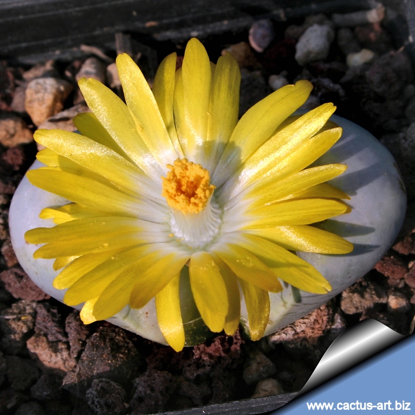 Lithops meyeri