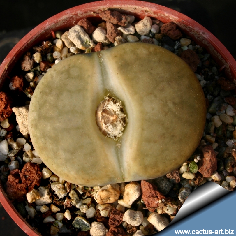 Lithops pseudotruncatella subsp. dendritica var. farinosa C245