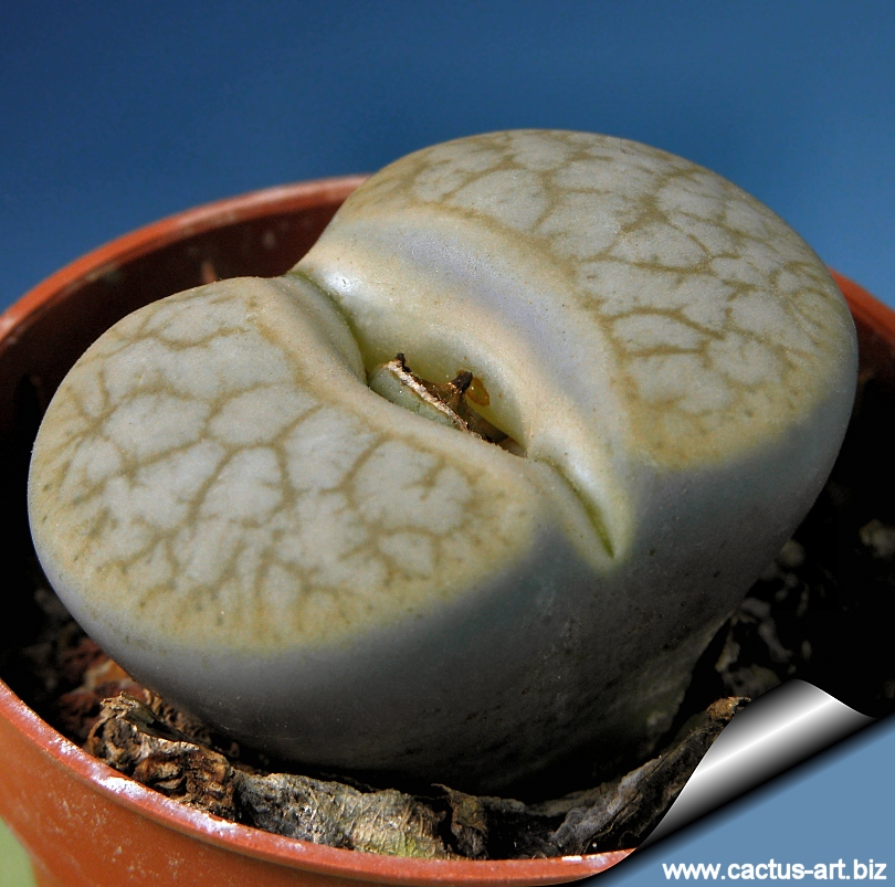 Lithops pseudotruncatella subsp. dendritica var. farinosa C245