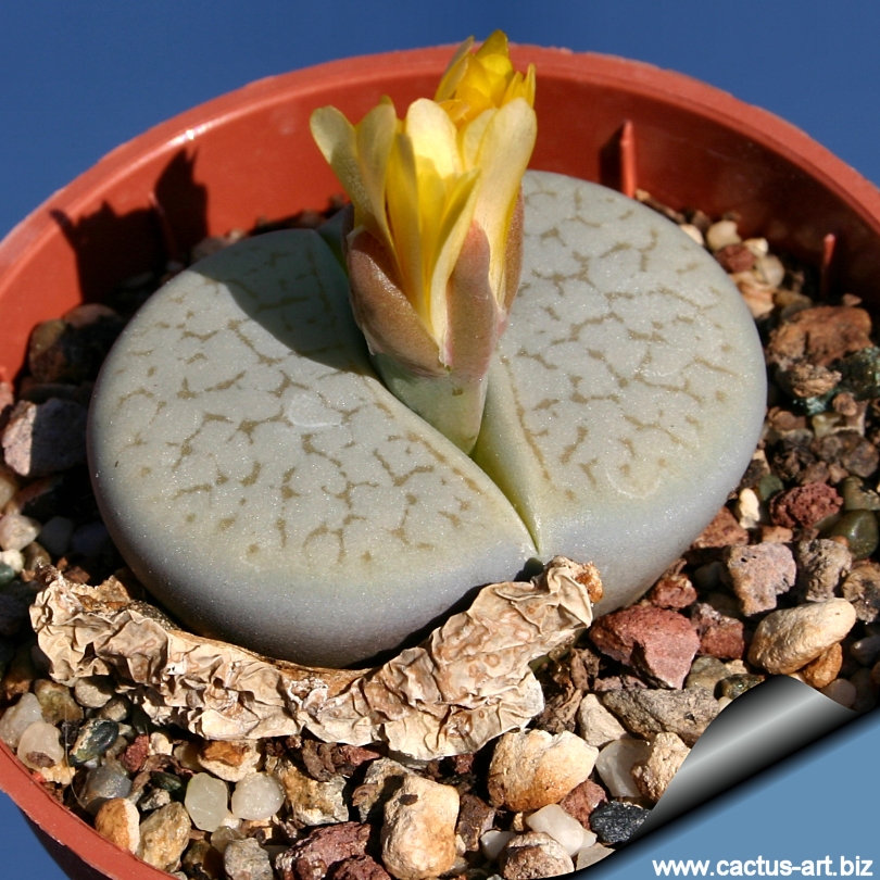 Lithops pseudotruncatella subsp. dendritica var. farinosa C245