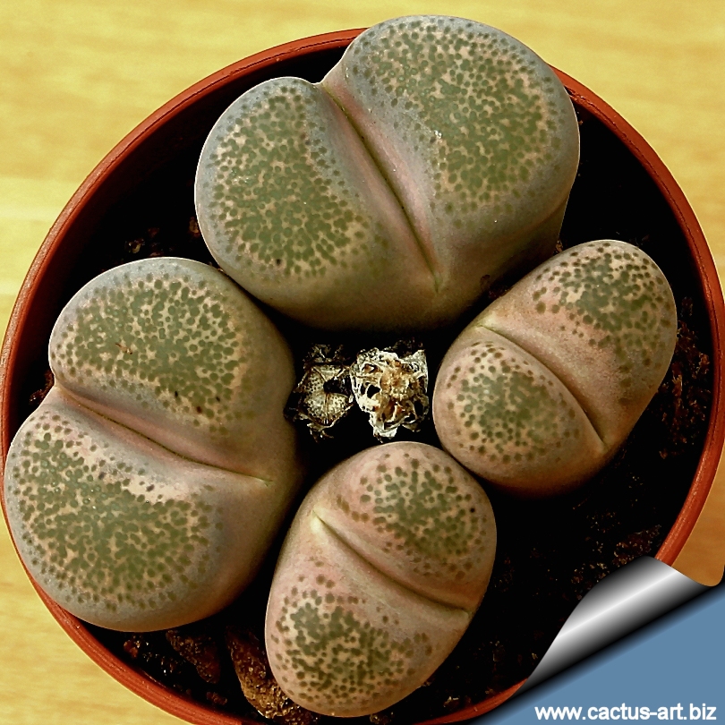 Lithops terricolor C132A cv. SILVER SPUR