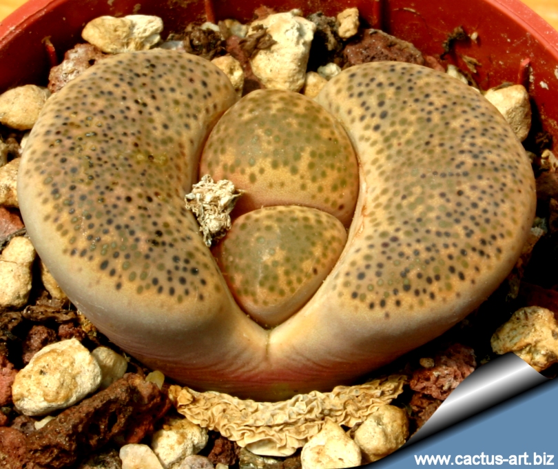 Lithops terricolor C134