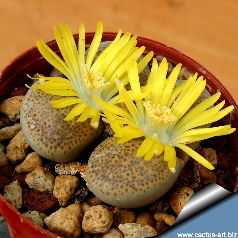 Lithops terricolor C134