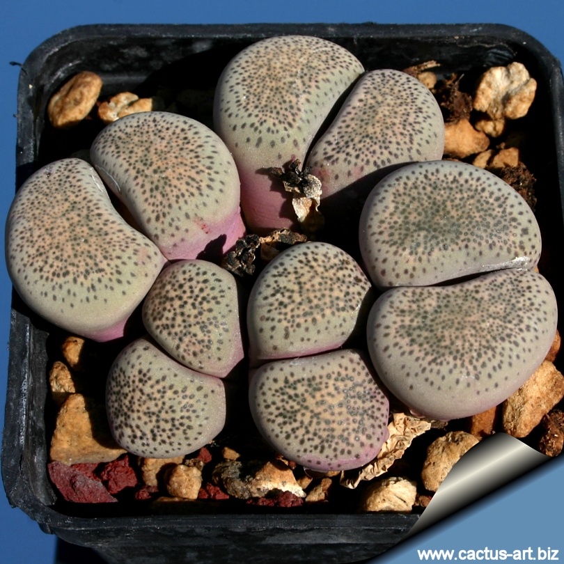 Lithops terricolor C346 30 km WNW Prince Albert Road, SA