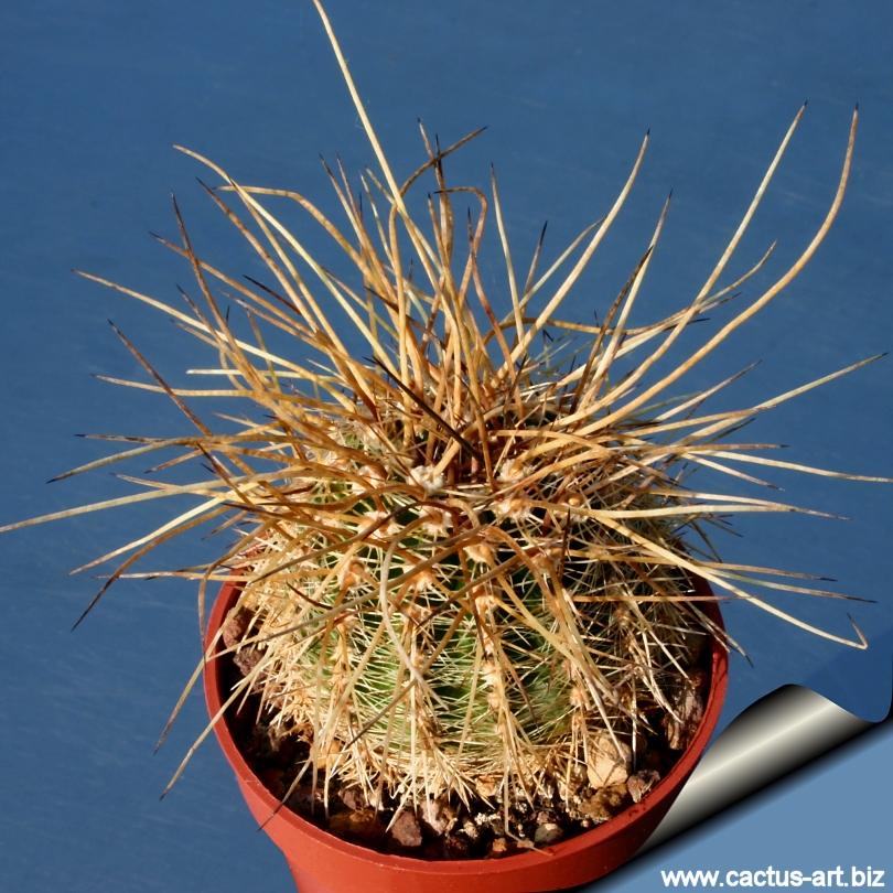 Lobivia aurea DJF235