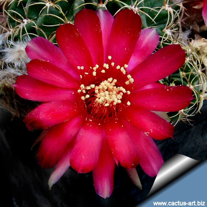 Lobivia tiegeliana var. ciannabarina