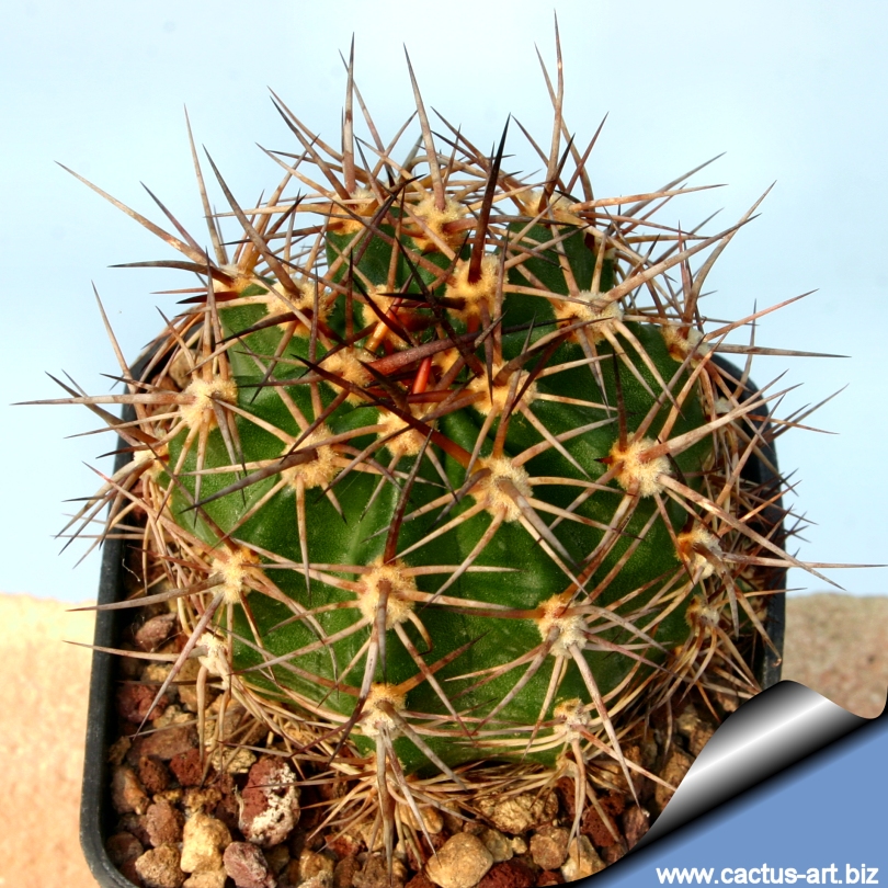 Lobivia crassicaulis