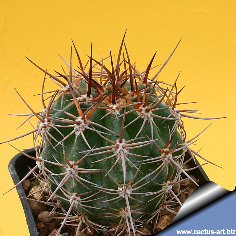 Lobivia crassicaulis