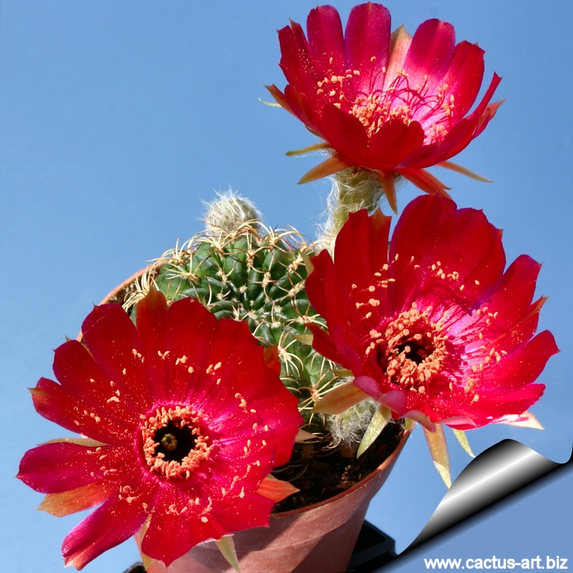 Lobivia draxtleriana