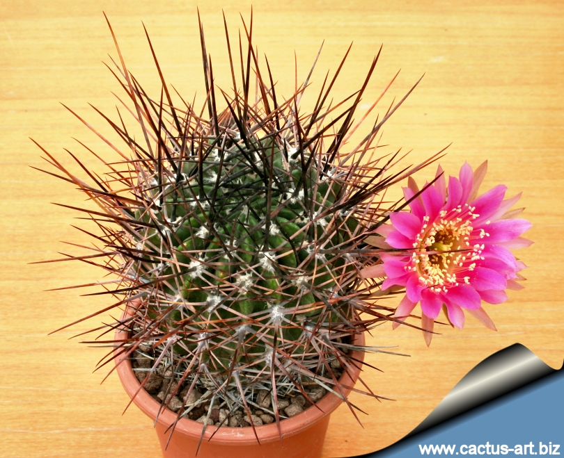 Lobivia Ferox Longispina, seltsamer Sämling