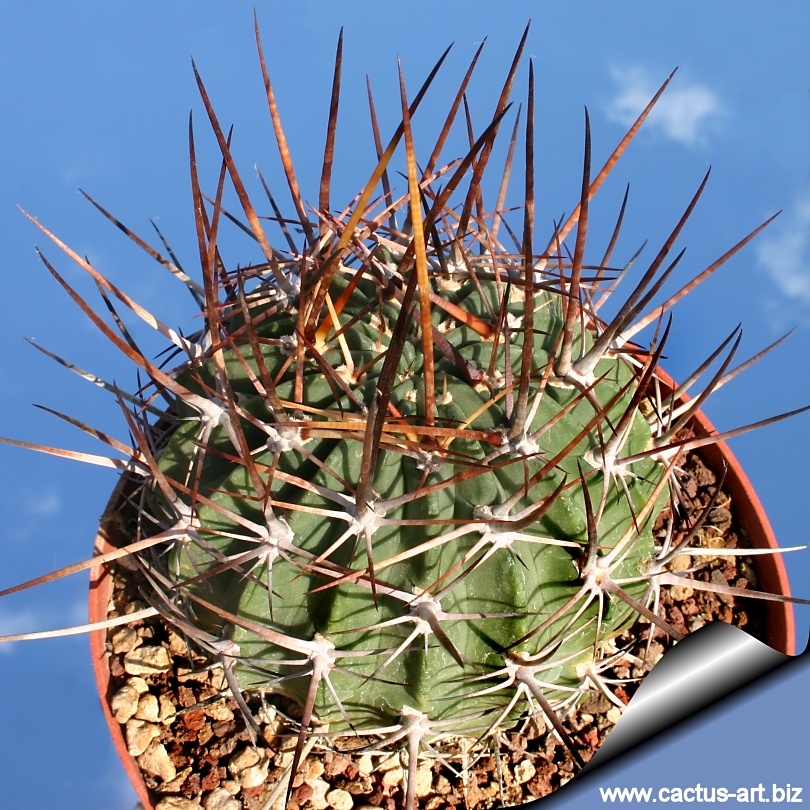 Lobivia ferox WR 209 Oruro Bolivia