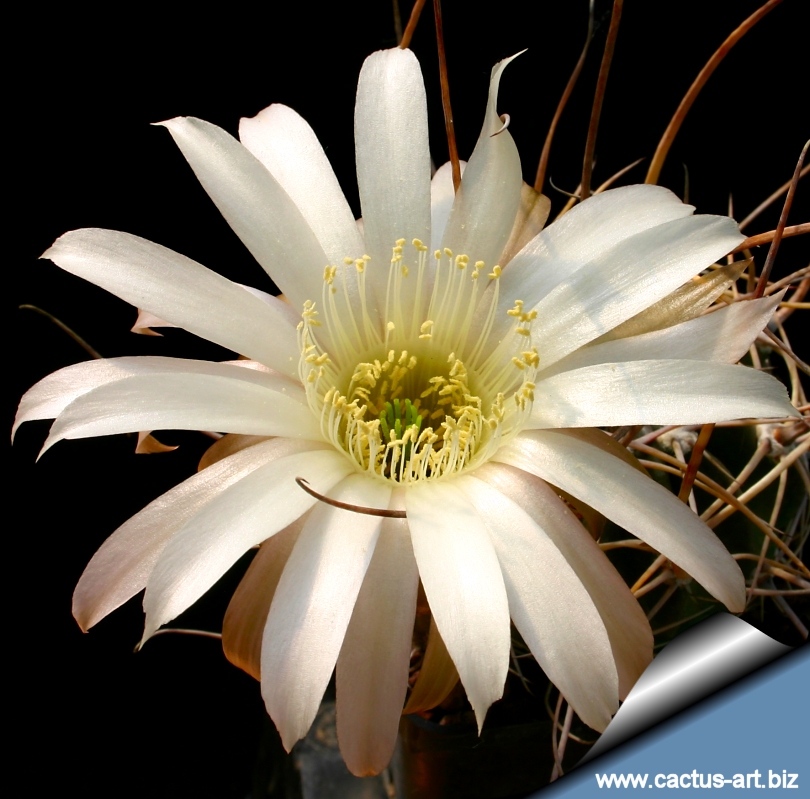 Lobivia ferox WR 209 Oruro Bolivia