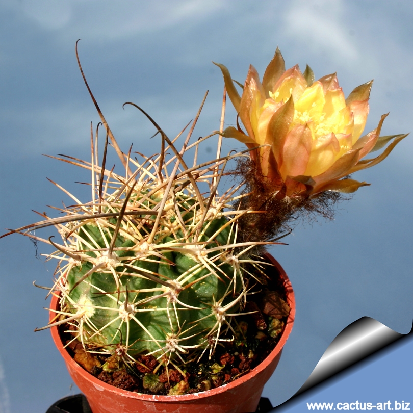 Lobivia lateritia ( Echinopsis lateritia )