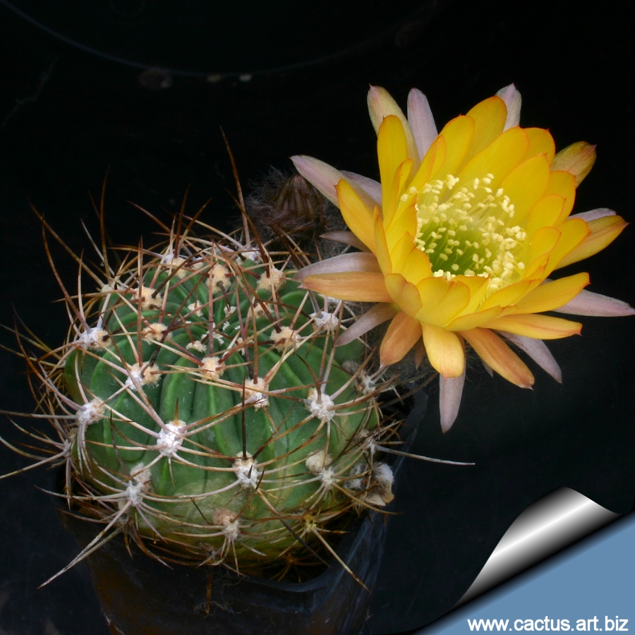 Lobivia longispina (Syn: Echinopsis ferox)