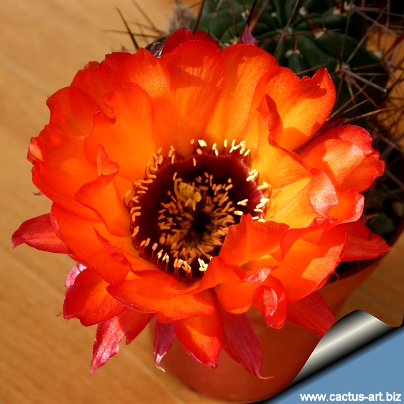 Lobivia pugionacantha ( Echinopsis pugionacantha )