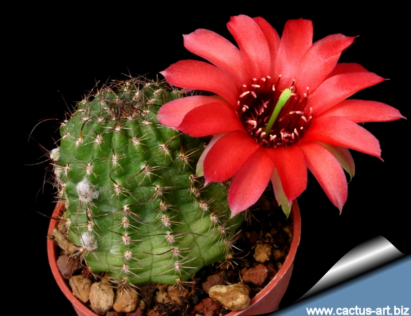 Lobivia saltensis (Syn: Echinopsis saltensis)