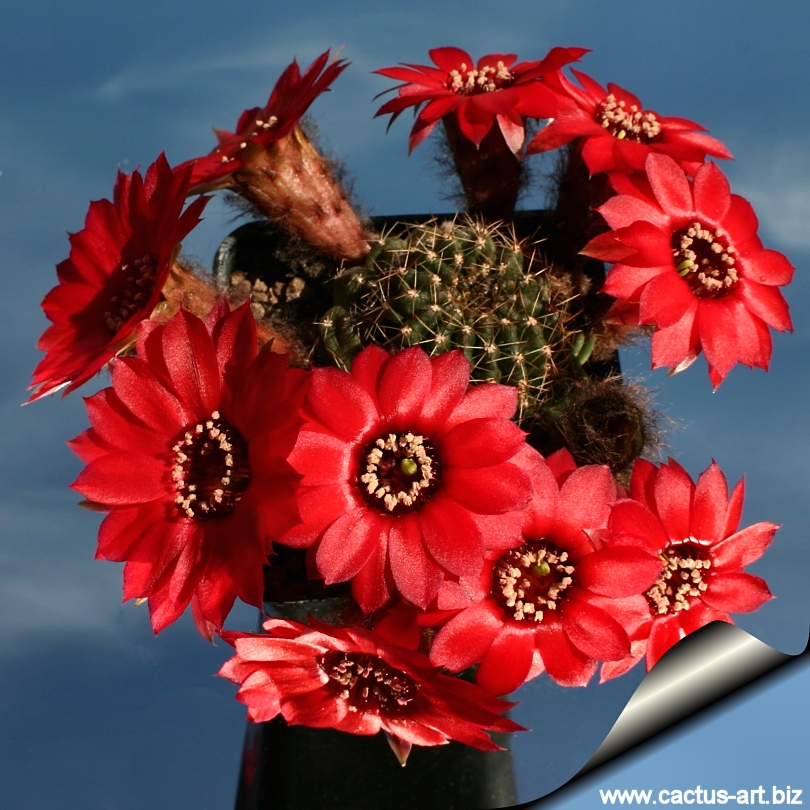 Lobivia saltensis (Syn: Echinopsis saltensis)
