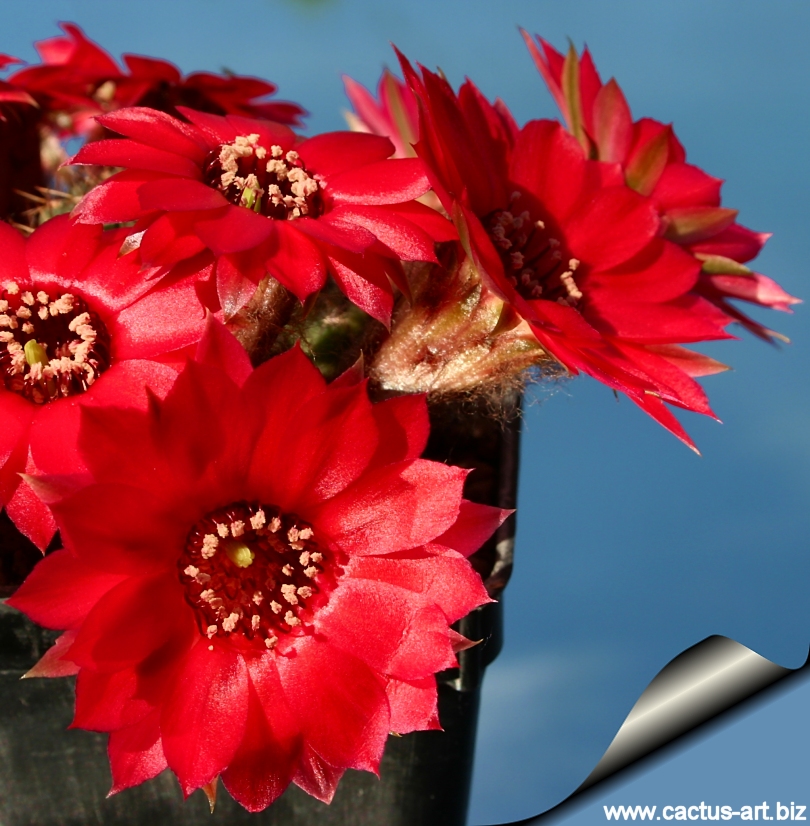 Lobivia saltensis (Syn: Echinopsis saltensis)