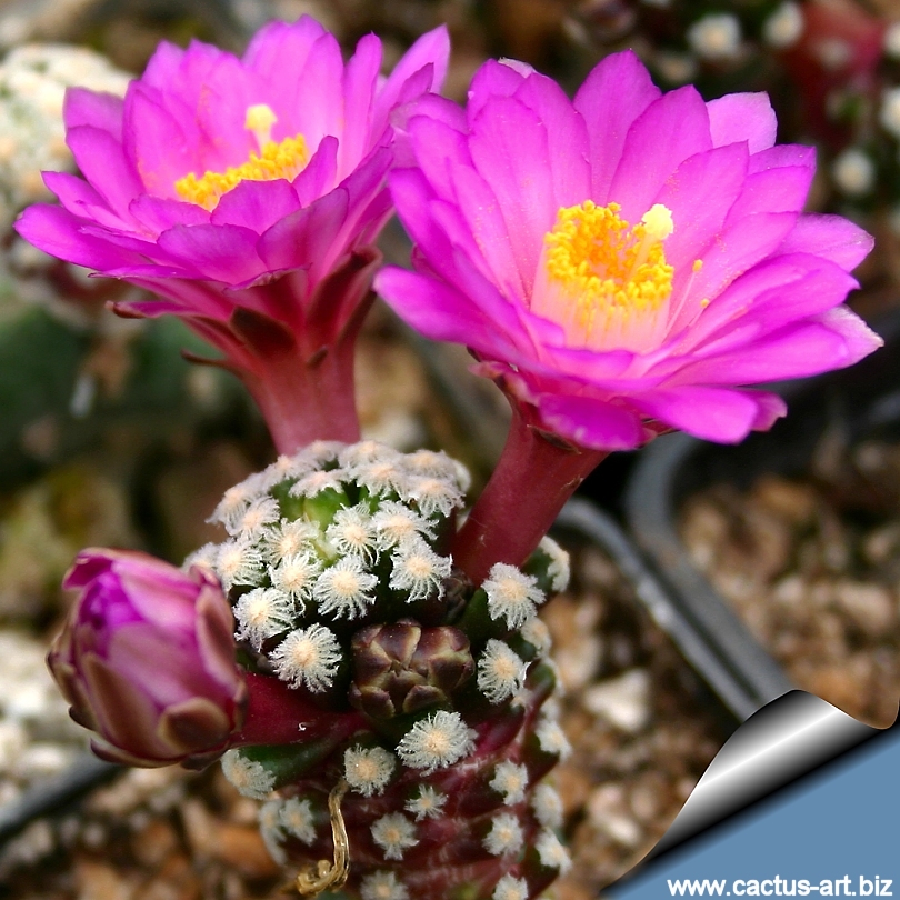 Mammillaria theresae