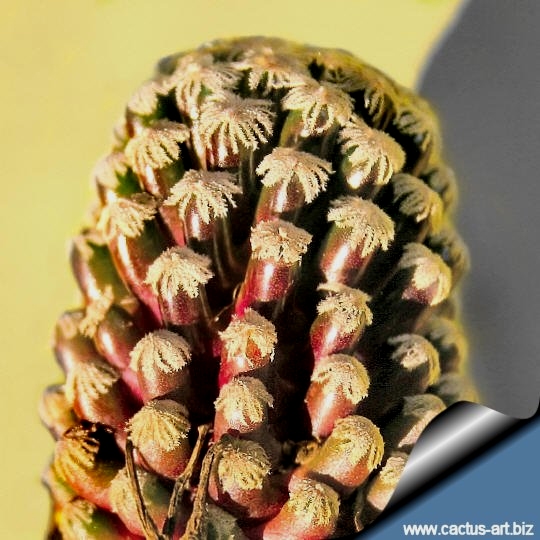 Mammillaria theresae