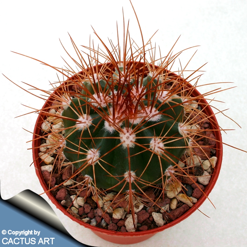 Melocactus diamantinus
