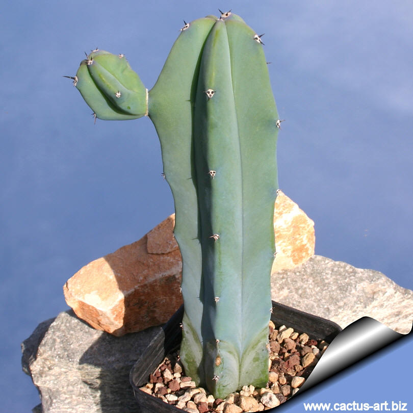 Myrtillocactus geometrizans