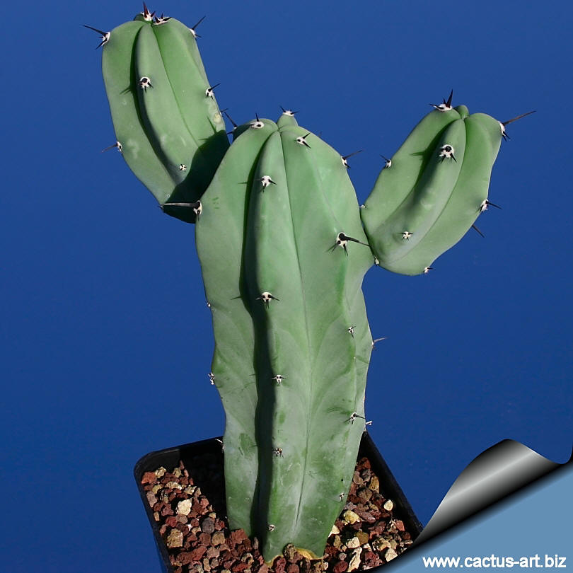 Myrtillocactus geometrizans