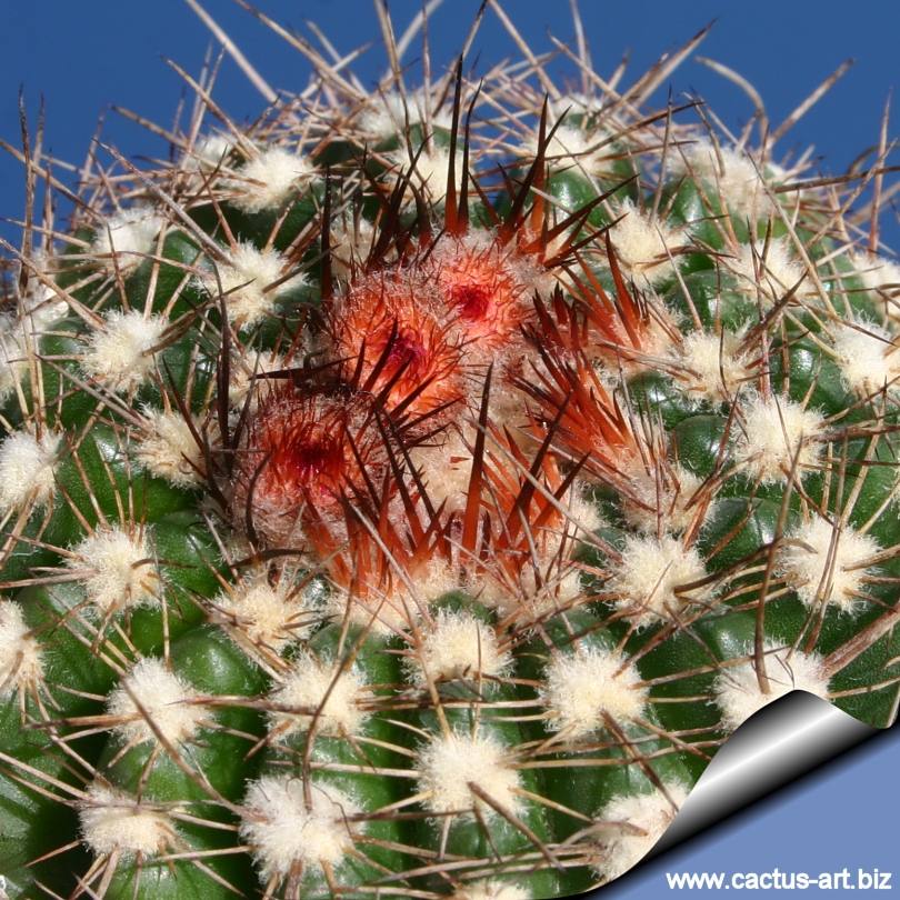 Notocactus bommeljei