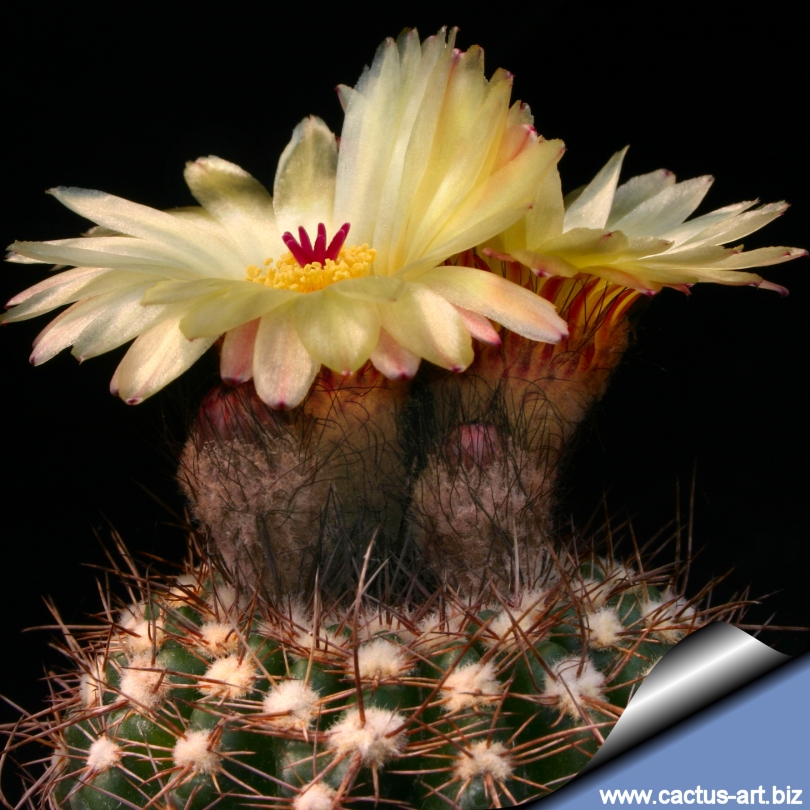 Notocactus bommeljei