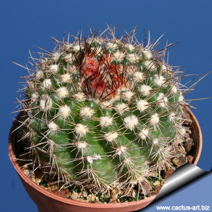 notocactus tabularis