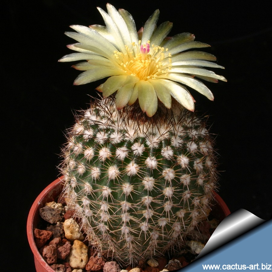 Notocactus fuscus