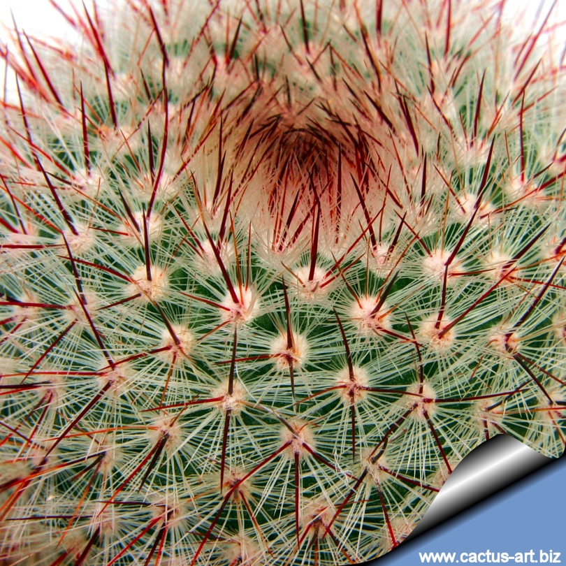Notocactus scopa