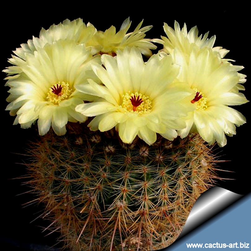 Notocactus scopa