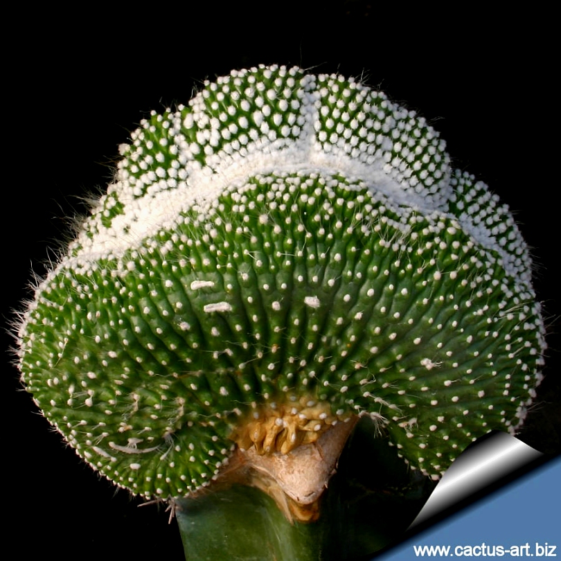 Notocactus scopa "inermis" (forma mostruosa)