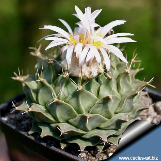 Photo gallery OREGONIA