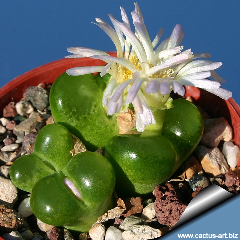 Ophthalmophyllum limpidum (Syn: Conophytum limpidum)
