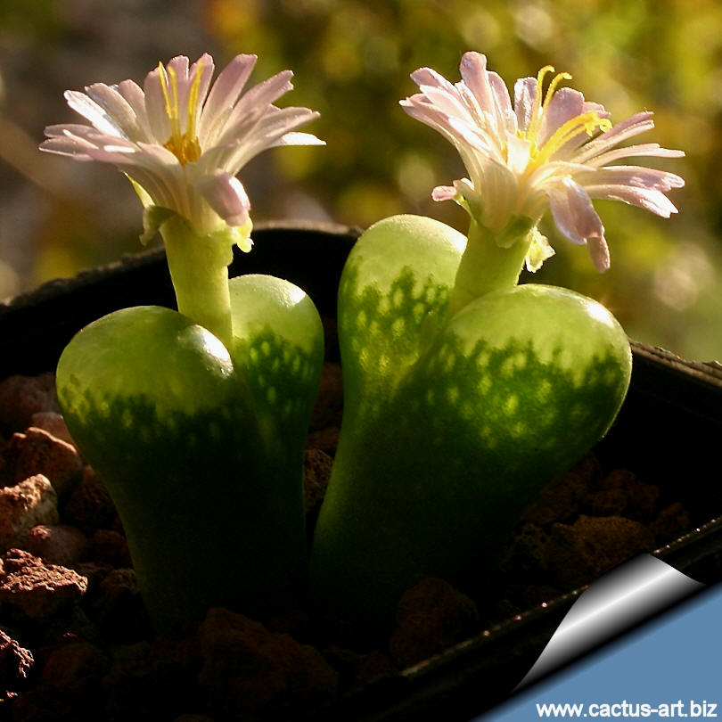 Ophthalmophyllum limpidum (Syn: Conophytum limpidum)