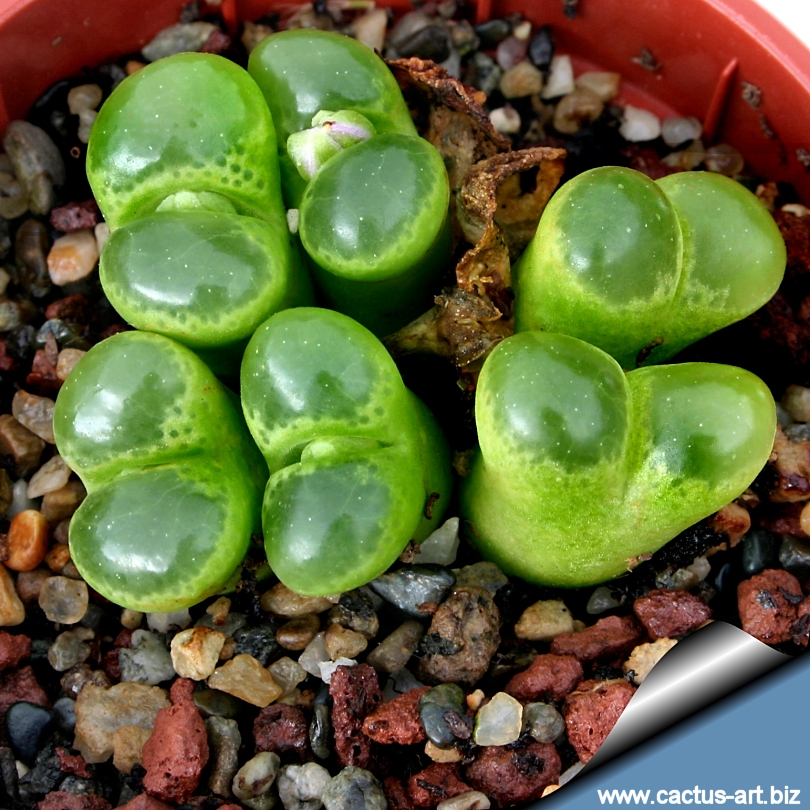 Ophthalmophyllum limpidum (Syn: Conophytum limpidum)