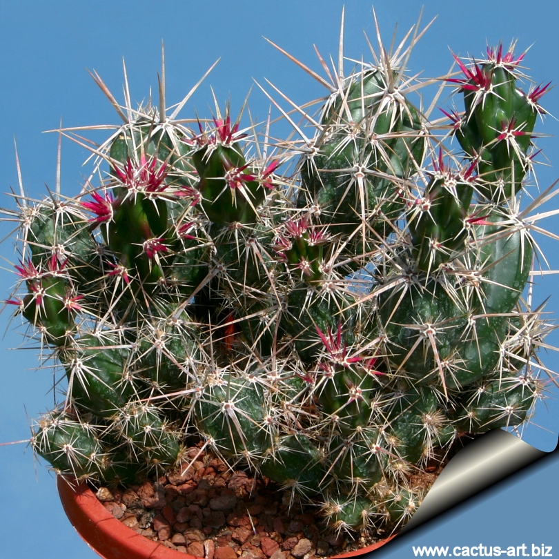 Opuntia invicta (Grusonia invicta)