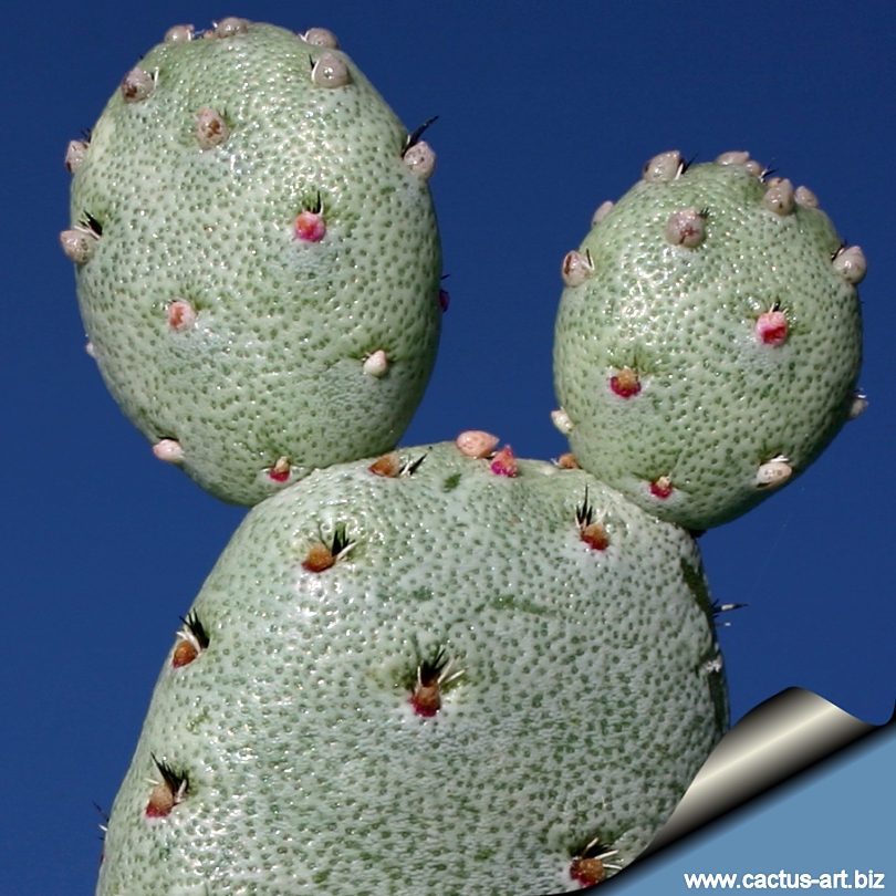 Ortegocactus macdougalli