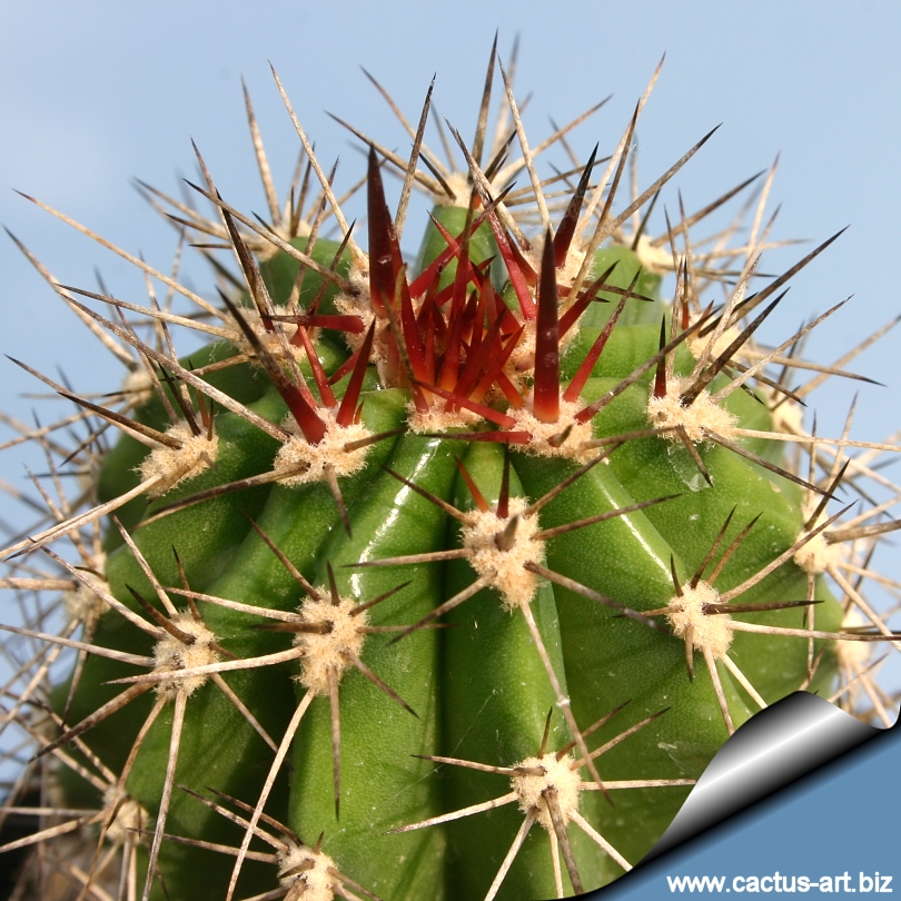Pachycereus pecten-aboriginum