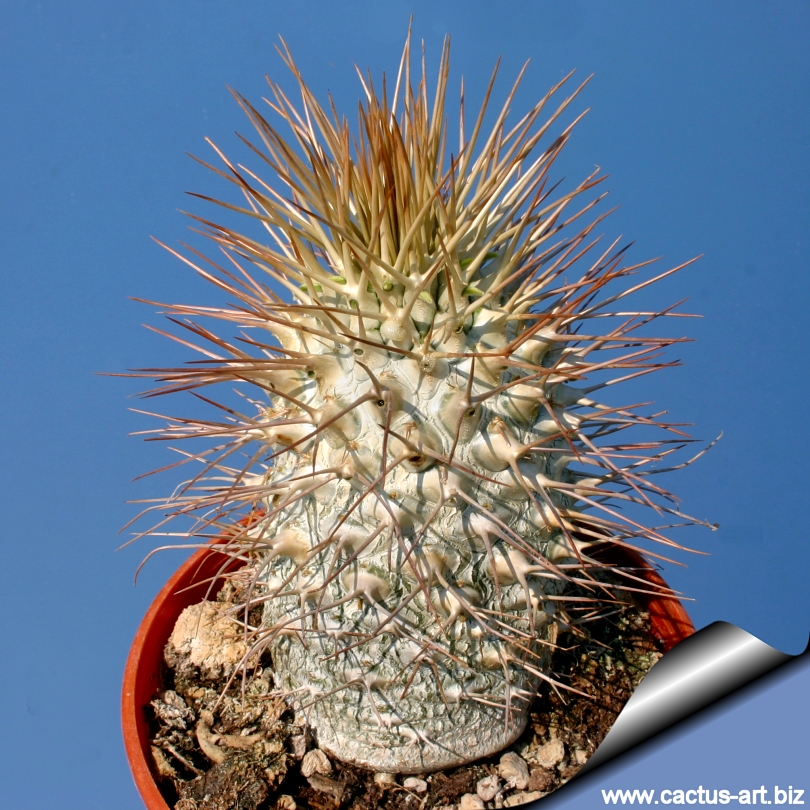 Pachypodium namaquanum