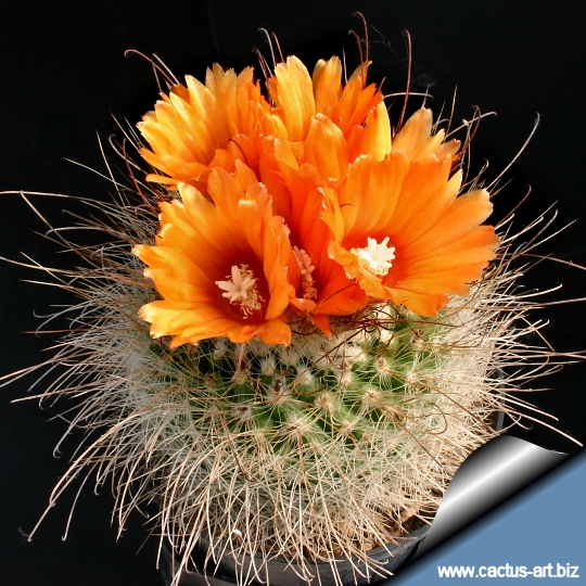 parodia microsperma