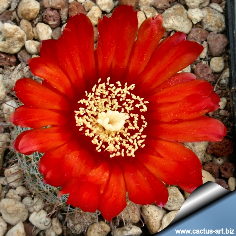 Parodia sanguiniflora