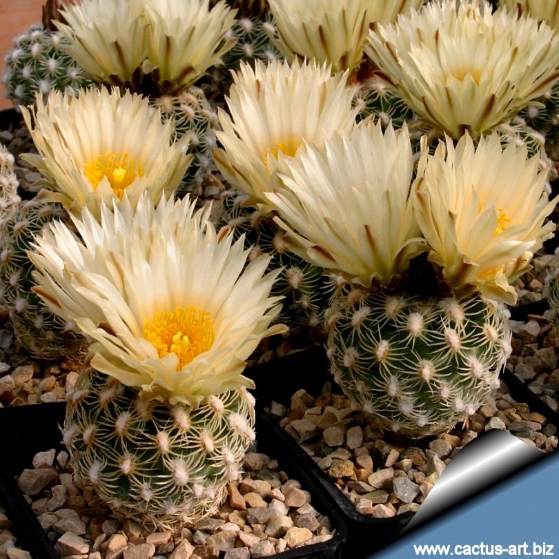 Pediocactus - Alchetron, The Free Social Encyclopedia