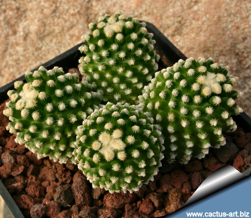 Pediocactus knowltonii