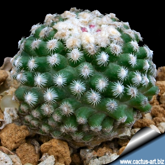 Pediocactus knowltonii